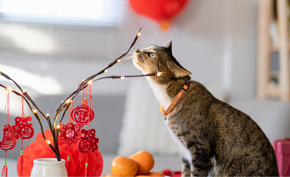 Celebrating Chinese New Year with Your Pets: Tips and Ideas