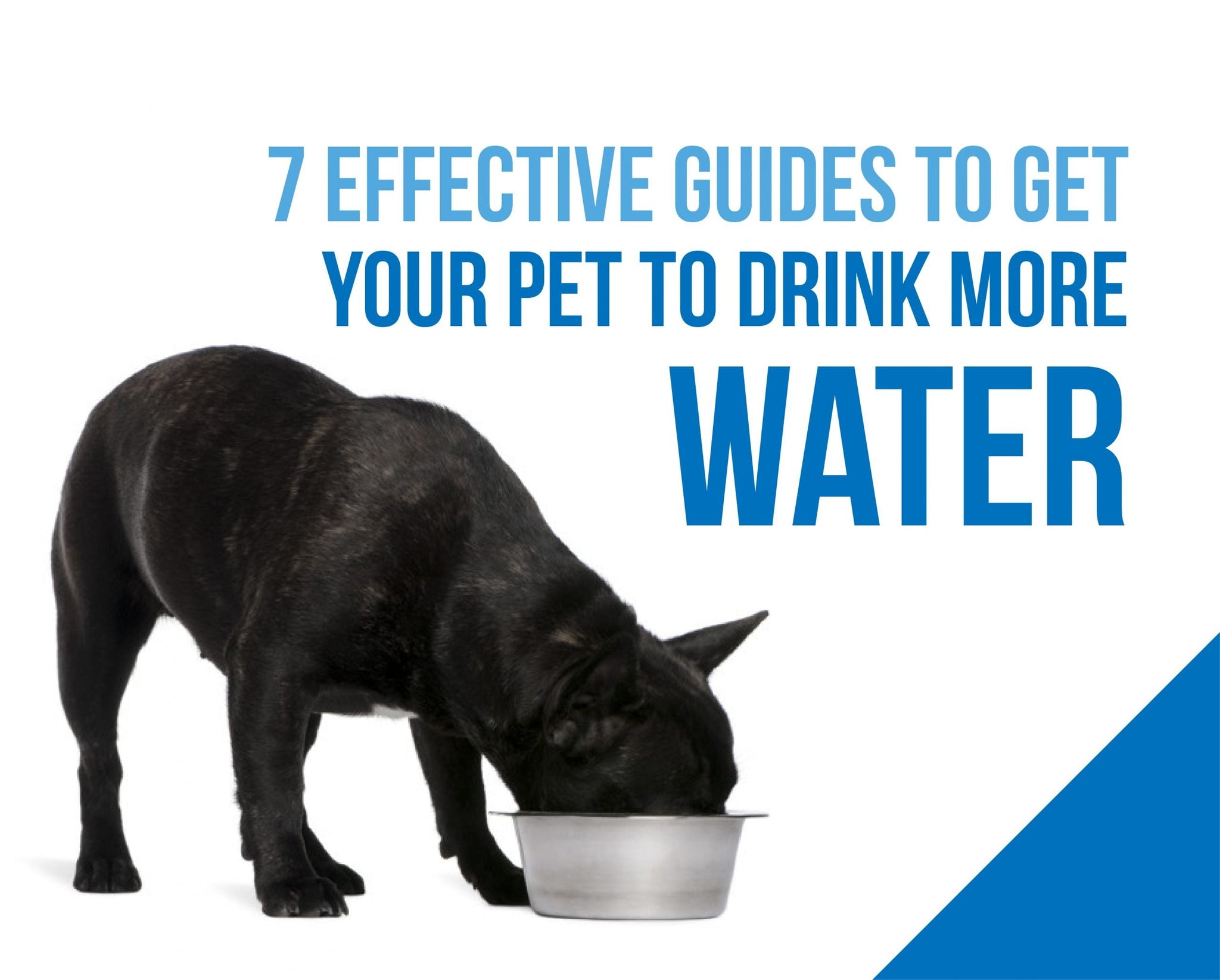 7 Effective Guides to Get Your Pet to Drink More Water