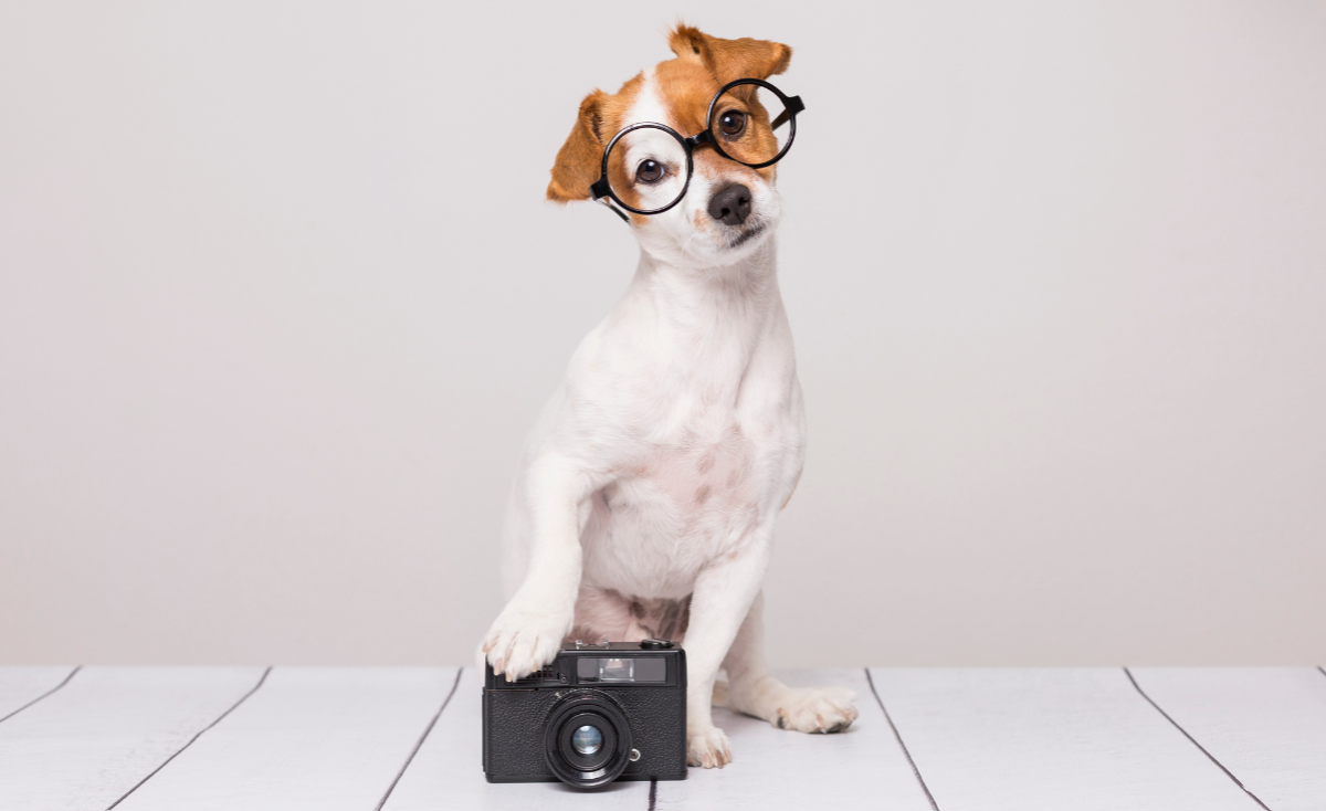 8 Best Pet-Friendly Photography Studios in Singapore for a Pawsome Pho