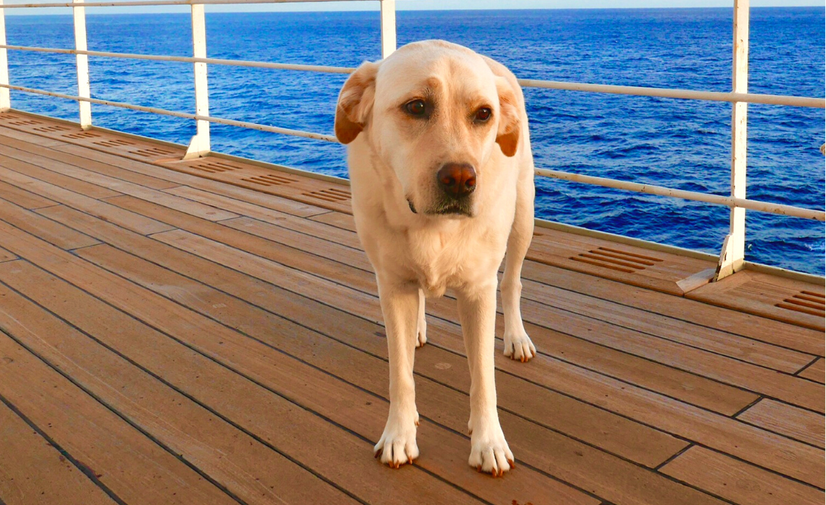 Sailing with Furry Friends: Exploring Pet-Friendly Cruises in Singapor