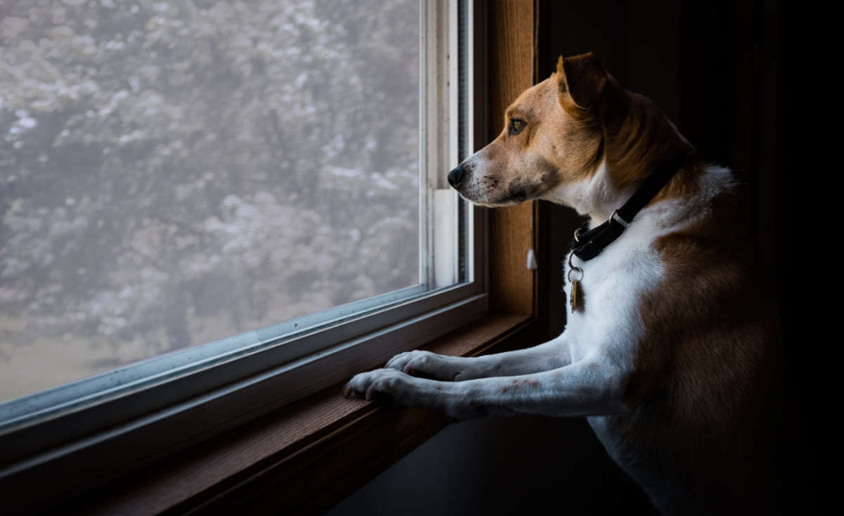 Indoor Activities for Pets During Singapore’s Hazy Days